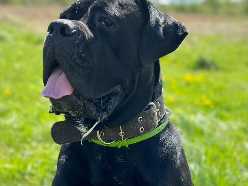 Случка кобель Кане Корсо