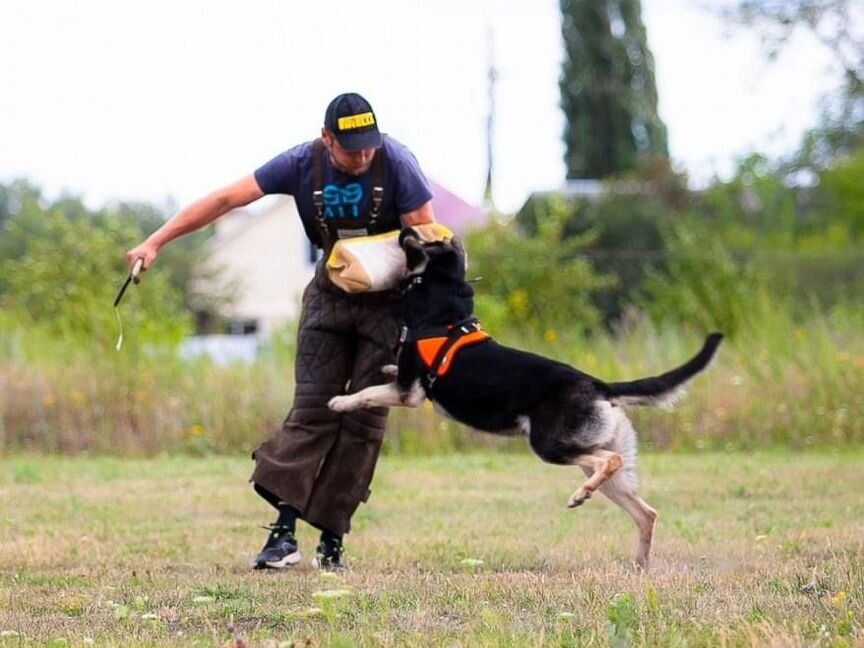 Щенки восточноевропейской овчарки