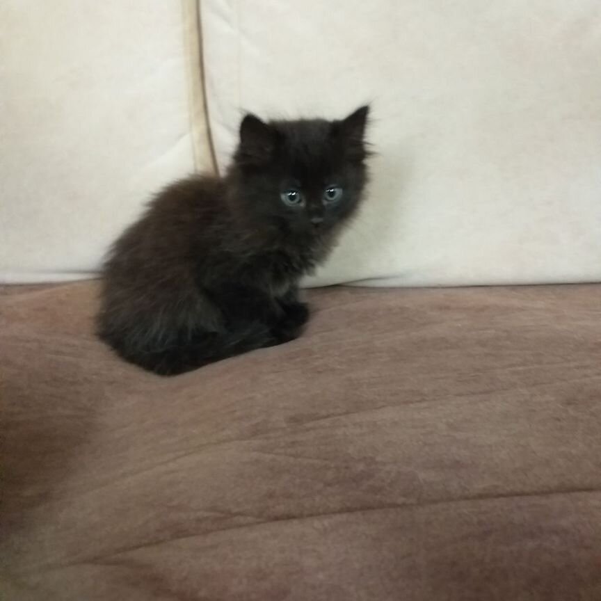 Котёнок в добрые руки, бесплатно