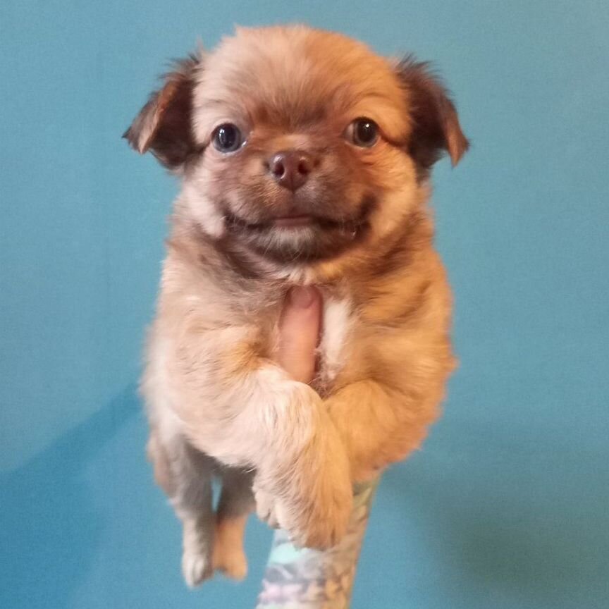 Чихуахуа, щенок