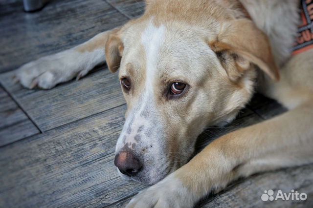 Ищу передержку собаке без животных