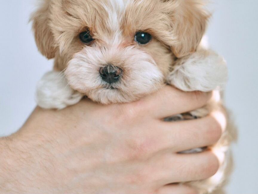 Мальтипу чудо крошки