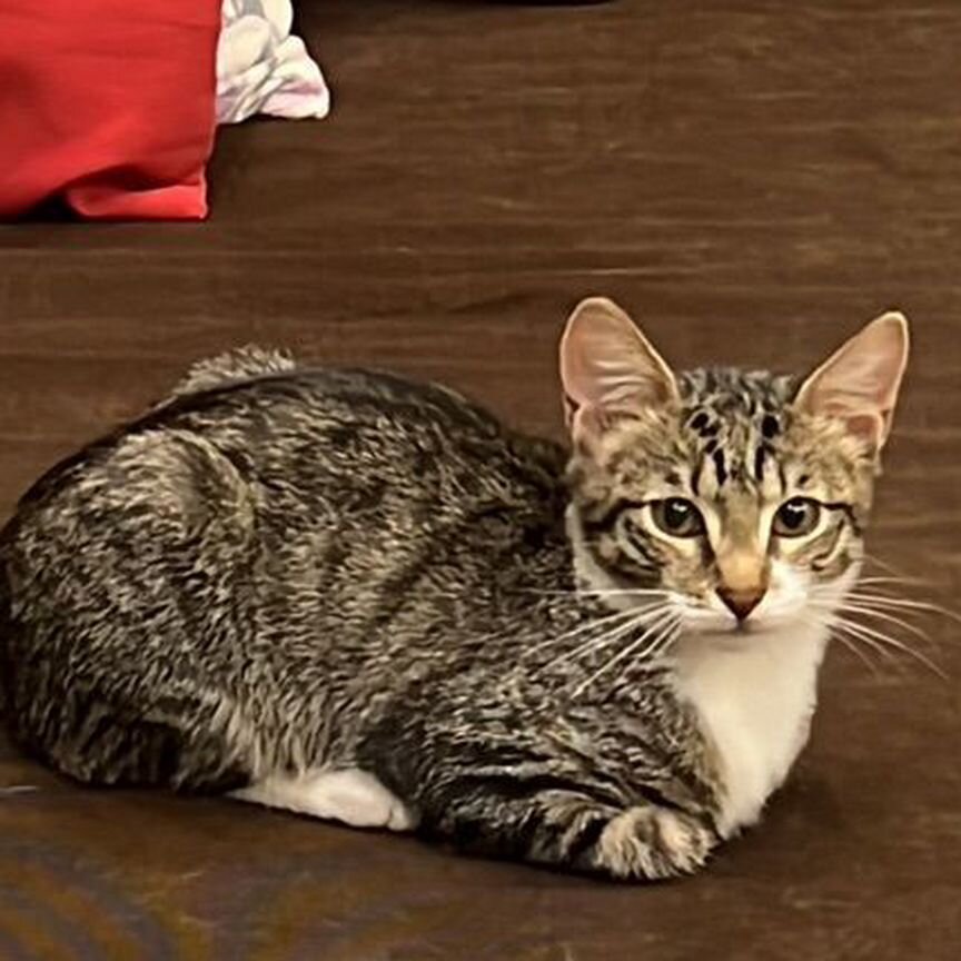 Котенок девочка