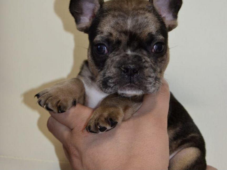 Французский бульдог щенки мерле