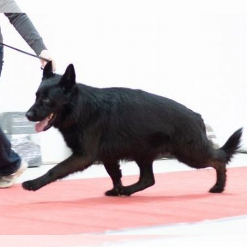 Немецкая овчарка