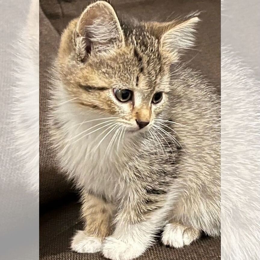 Котята