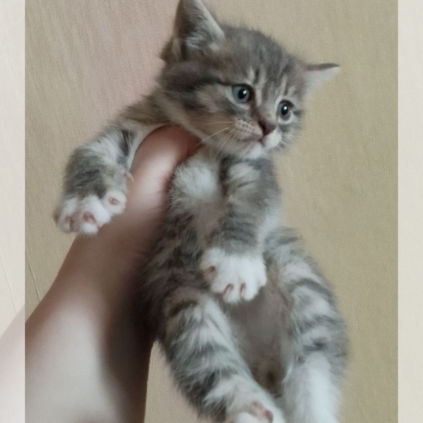 Сибирский котёнок