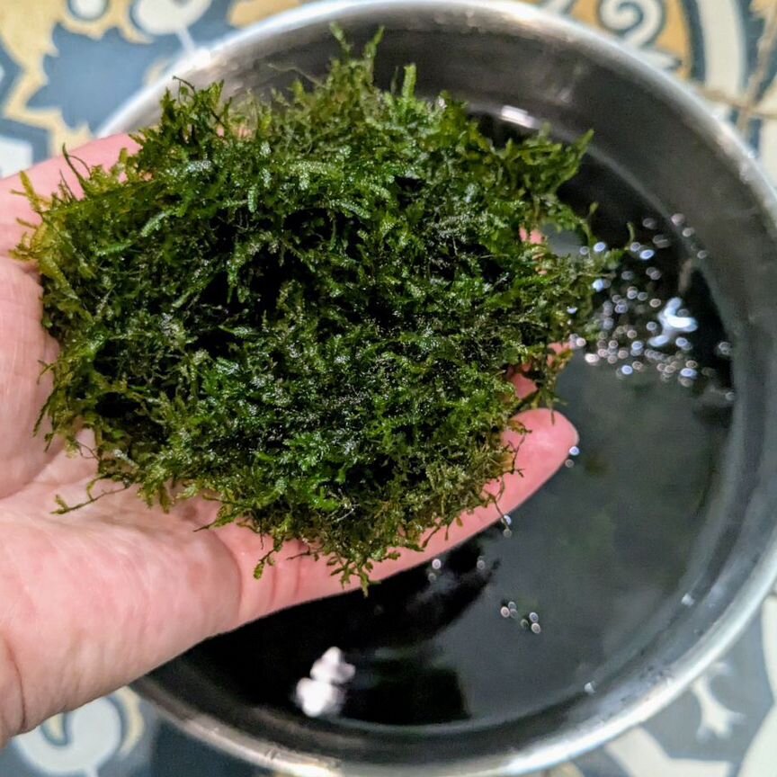 Мох для аквариума