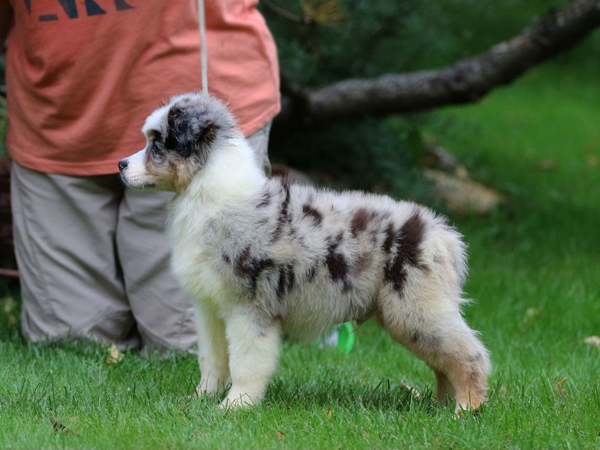 Щенки австралийской овчарки (стандарт и мини)
