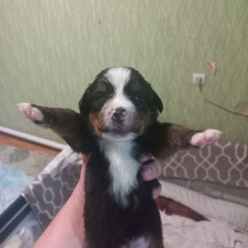 Щенки