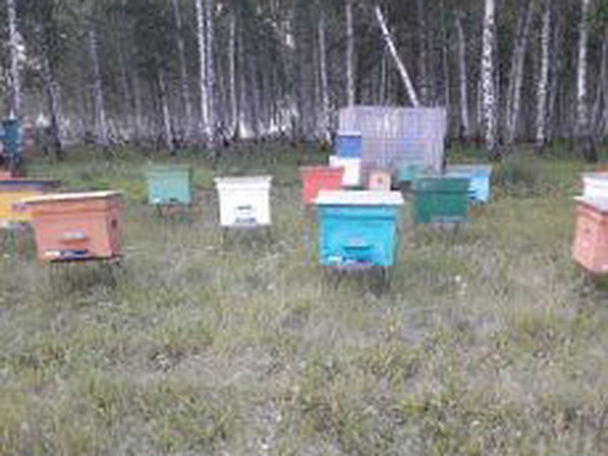 Продам ульи для пчел