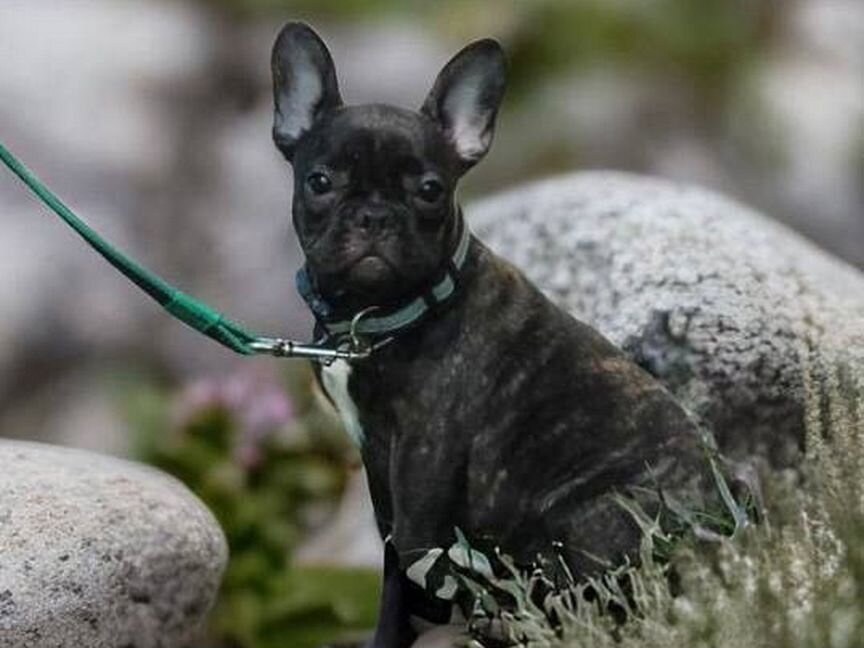 Французский бульдог, щенки