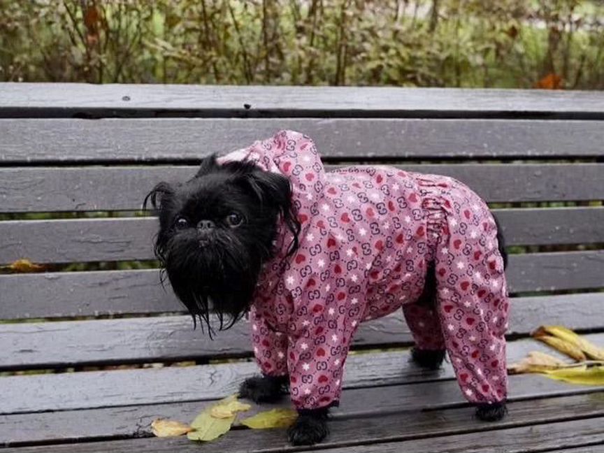 Одежда для собак "Фифа" цены пополам