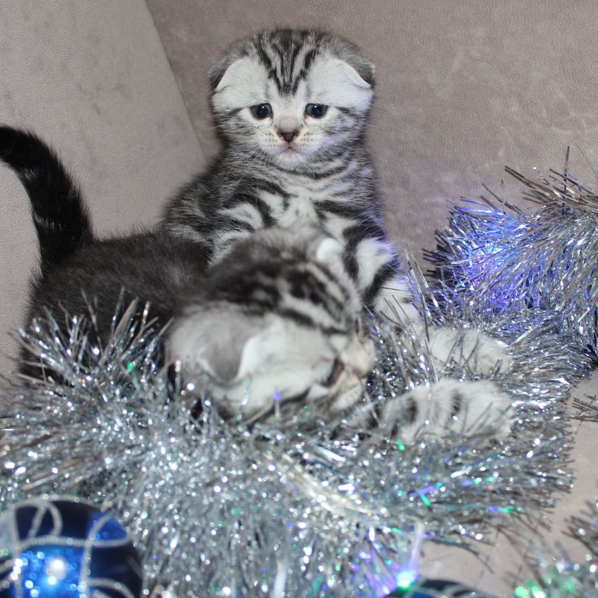 Шотландские вислоухие котята