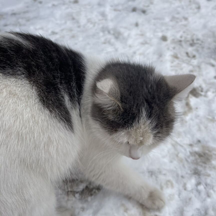 Кошка беременна (не точно) в добрые руки