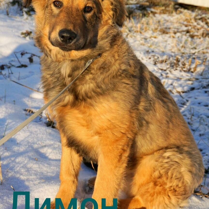 Щенок 5 мес добрым людям
