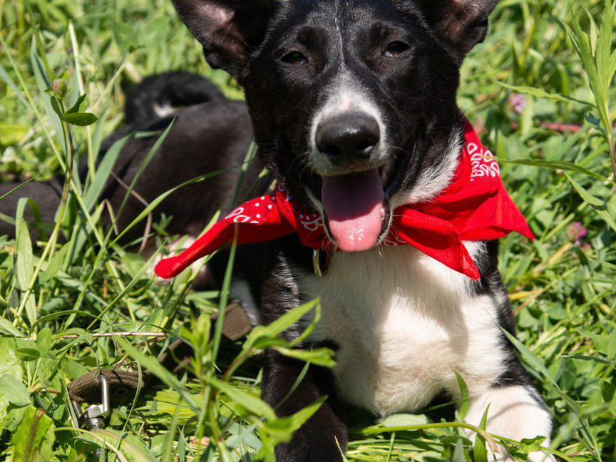 Очаровательная Грация с хвостом ищет дом