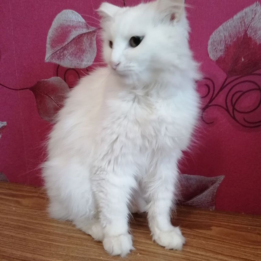 Белоснежка ищет дом