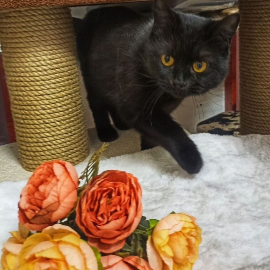 Стерилизованная кошечка в добрые руки