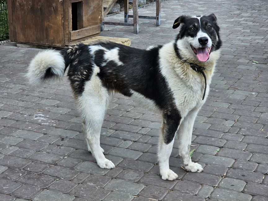 Крупный щенок Альма 10мес.Стерилизована.Привезём