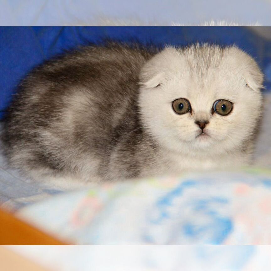 Шотландские серебристо мраморные котята