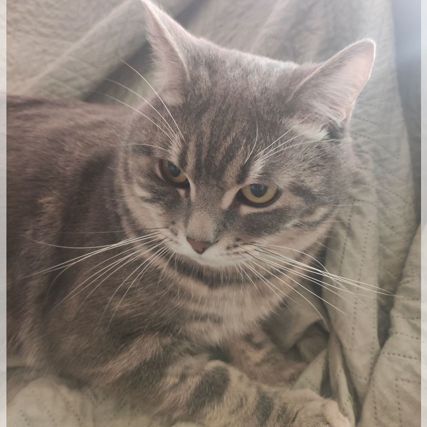 Шотландский вислоухий короткошёрстный кот, вязка