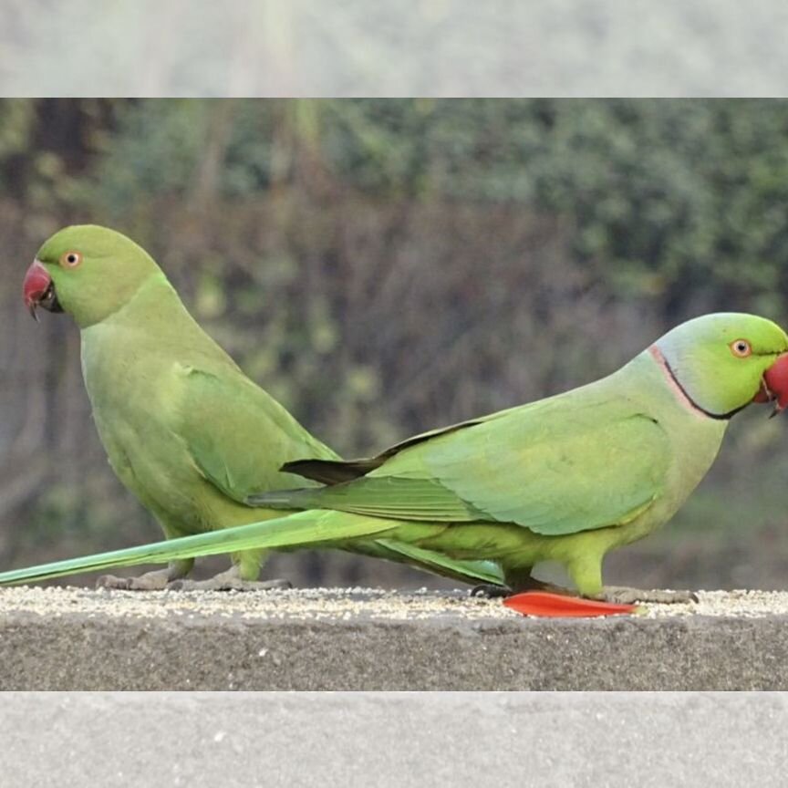 Ожереловые попугаи (пара)