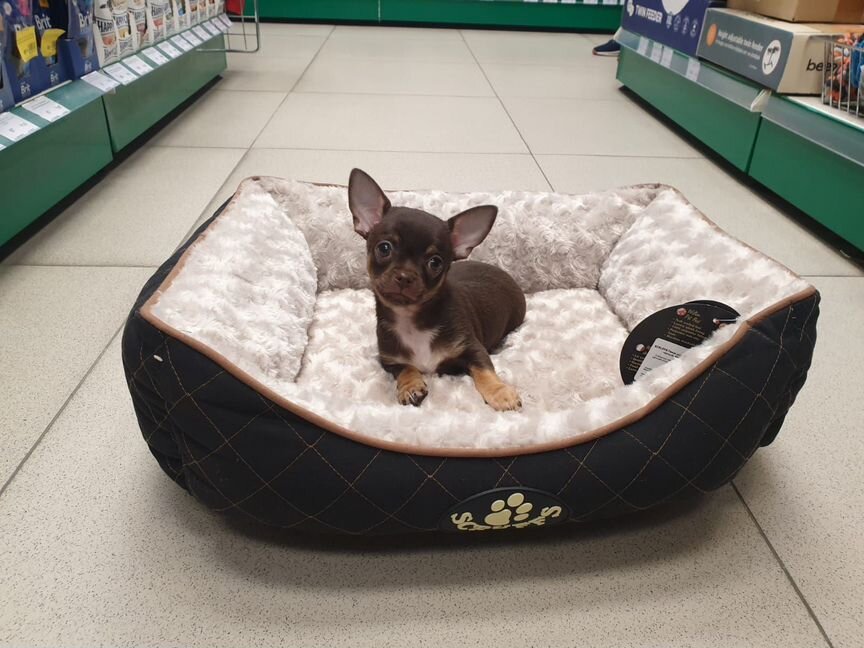 Чихуахуа щенок мальчик