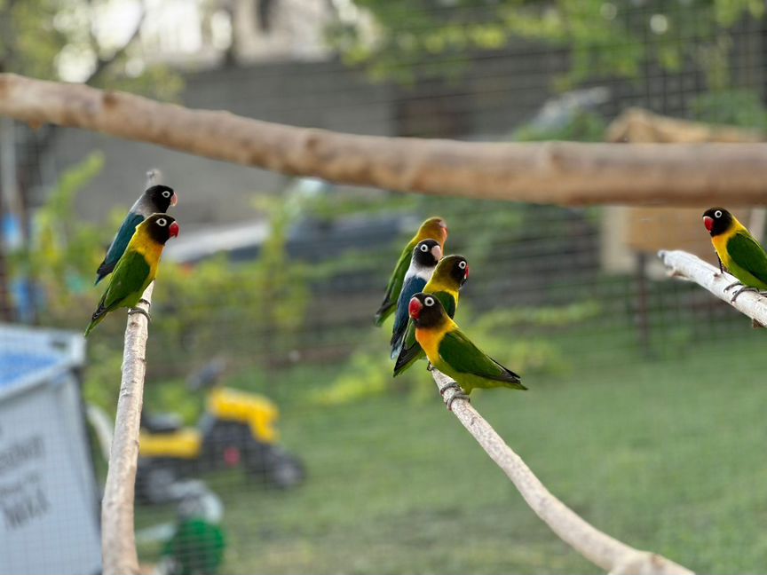 Попугай неразлучники