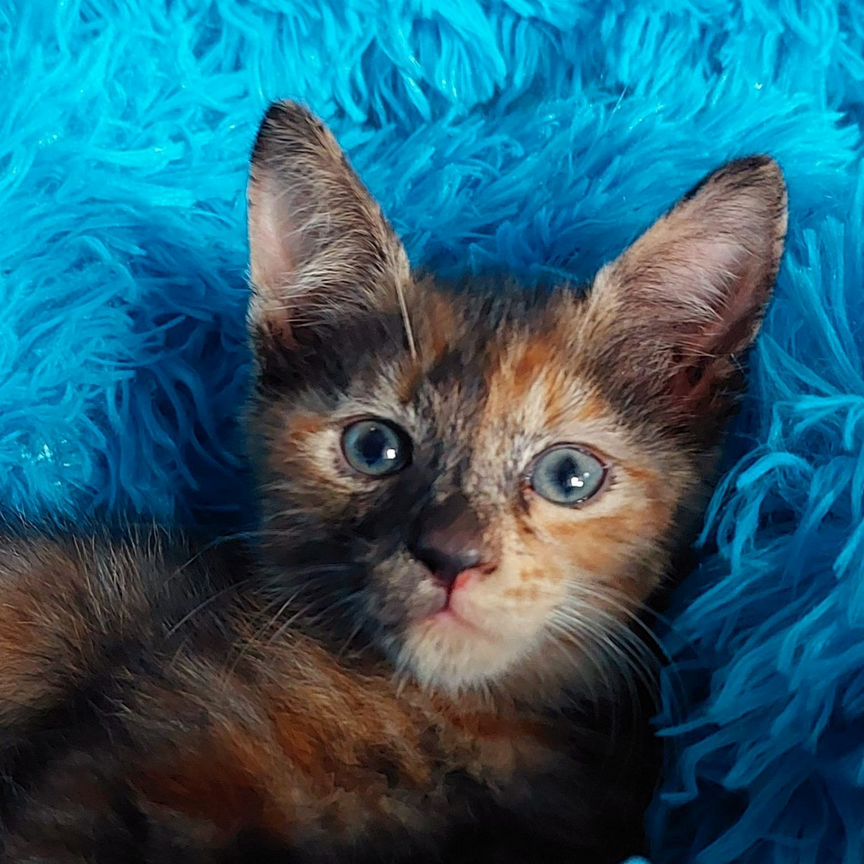 Котята