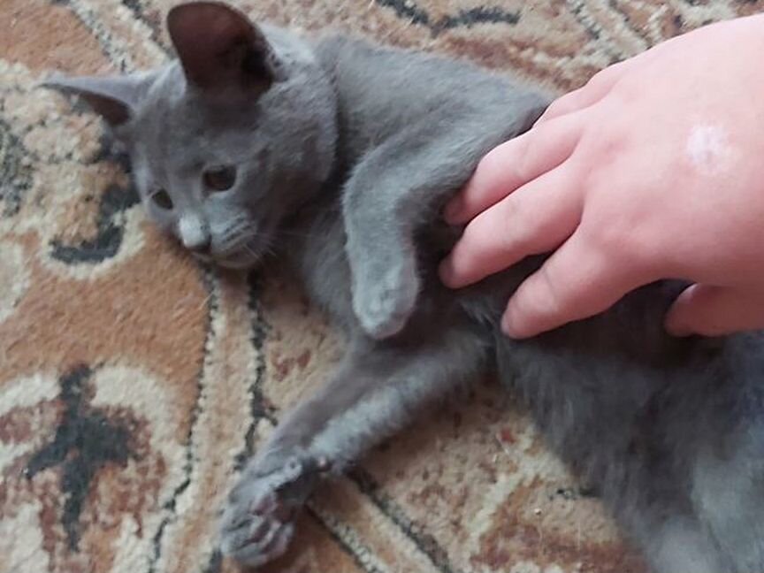 Отдам котёнка в добрые руки(похож на породу русска