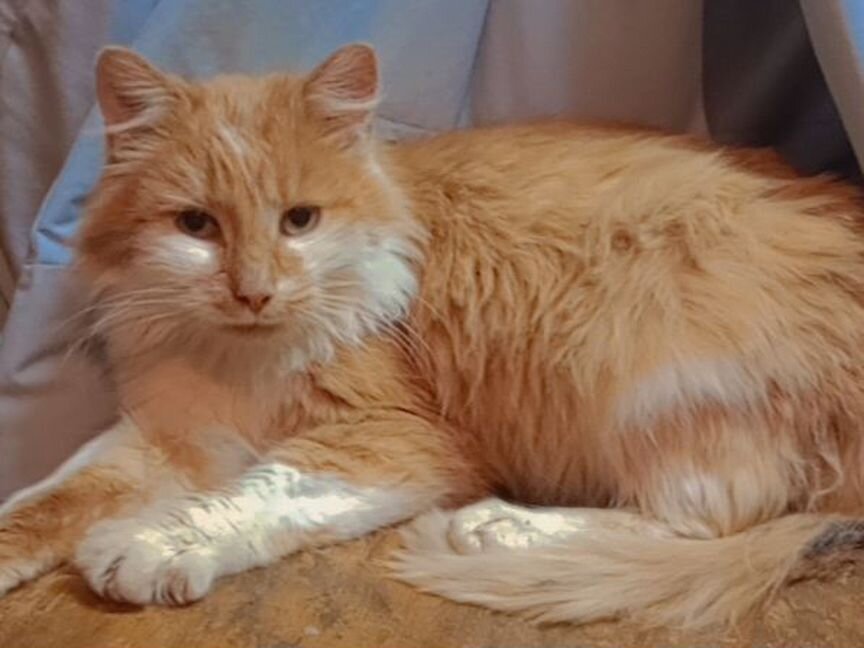 Двух котиков выбросили у магазина