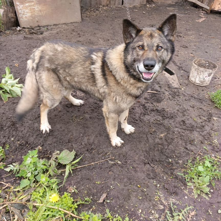 Кошечка по кличке Чернышка и пёсик Шерхан