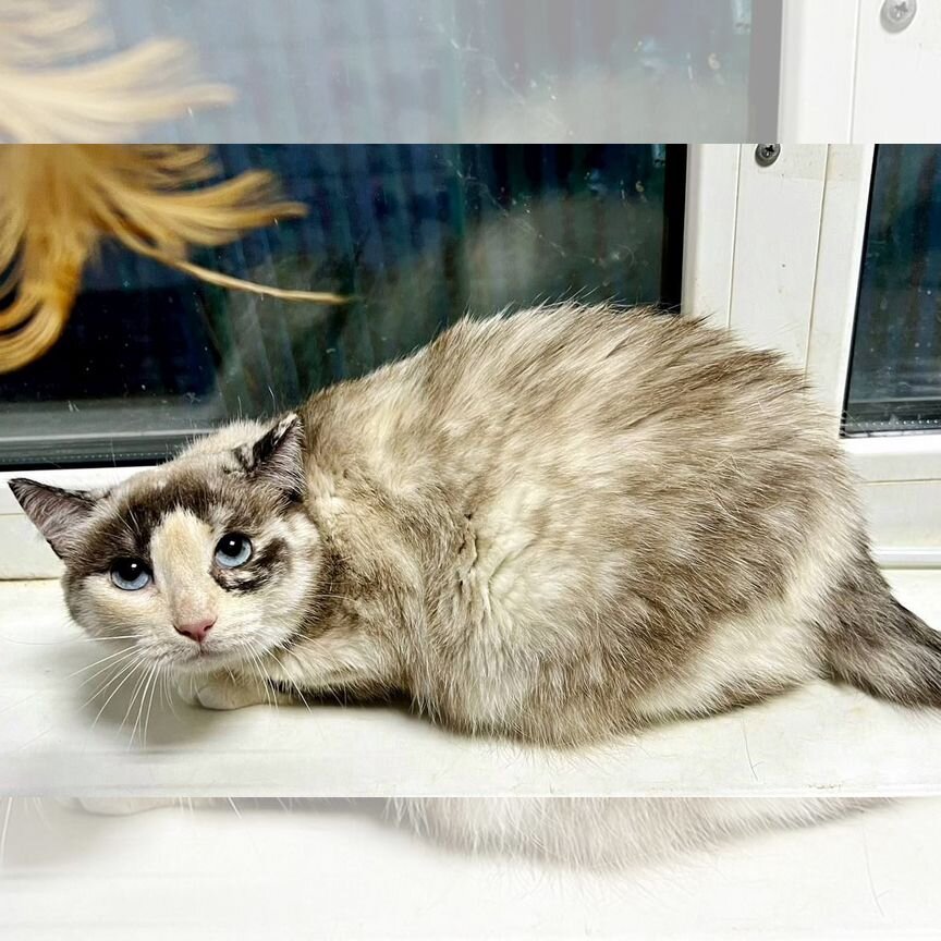 Взрослая кошка в добрые руки