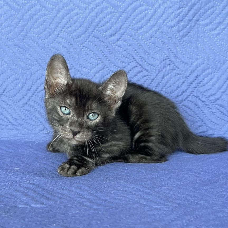 Черный бенгал - пантеренок. Уголь на серебре