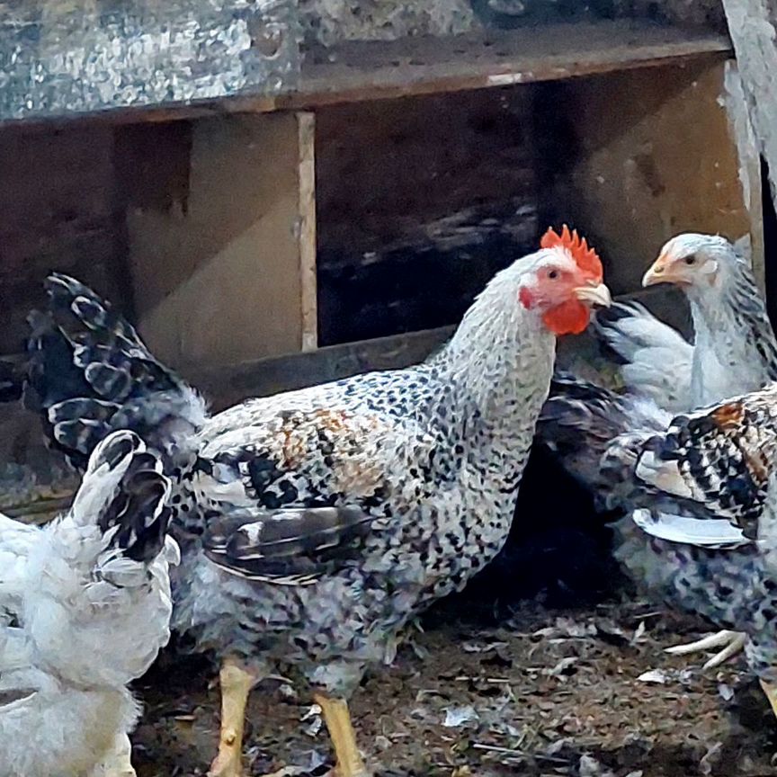 Молодые петухи