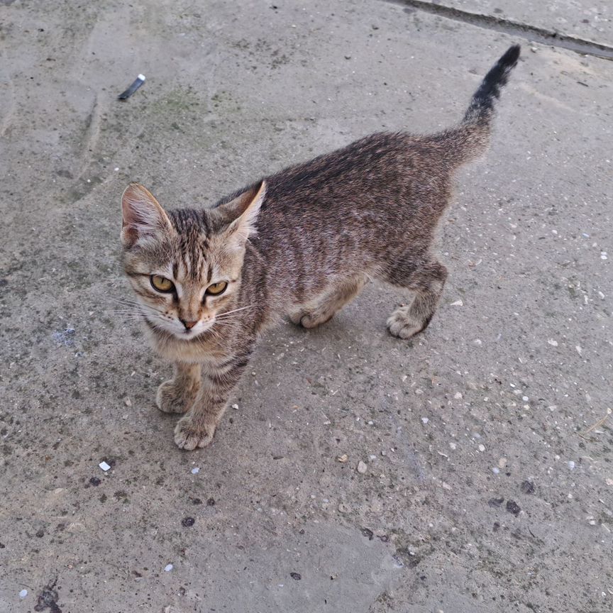 Отдам в хорошие руки котенка