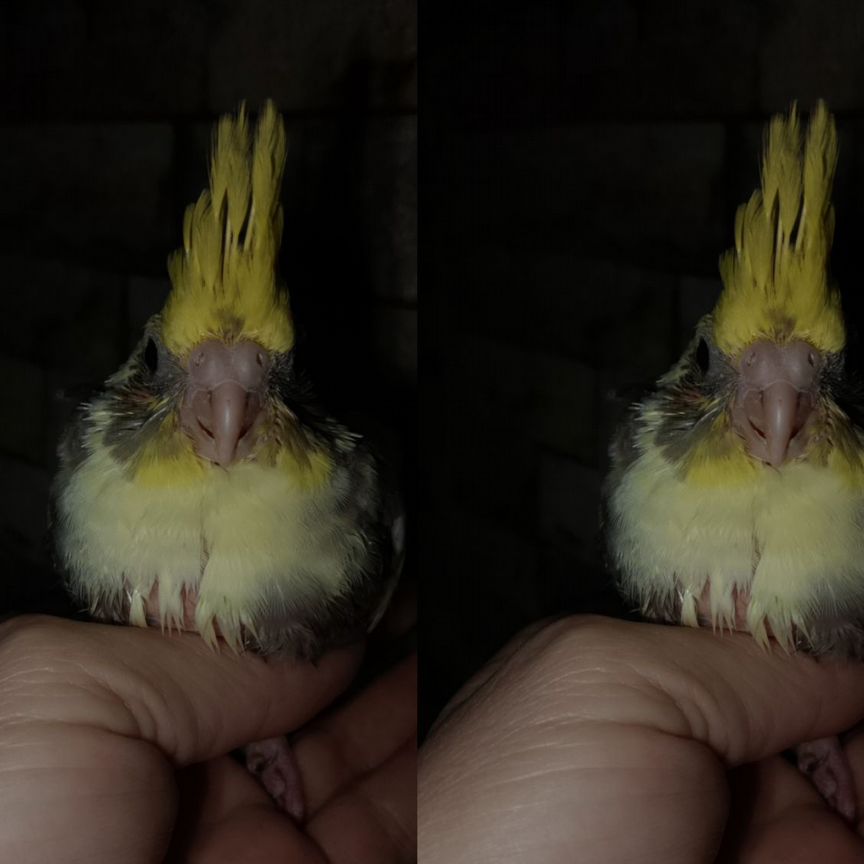 Попугай корелла птенцы