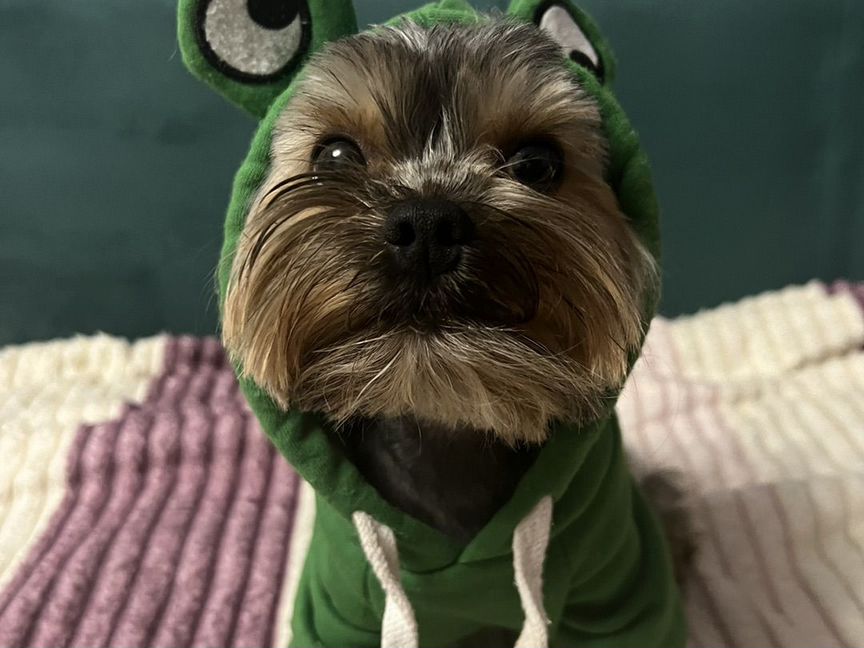 Йоркширский терьер мини вязка