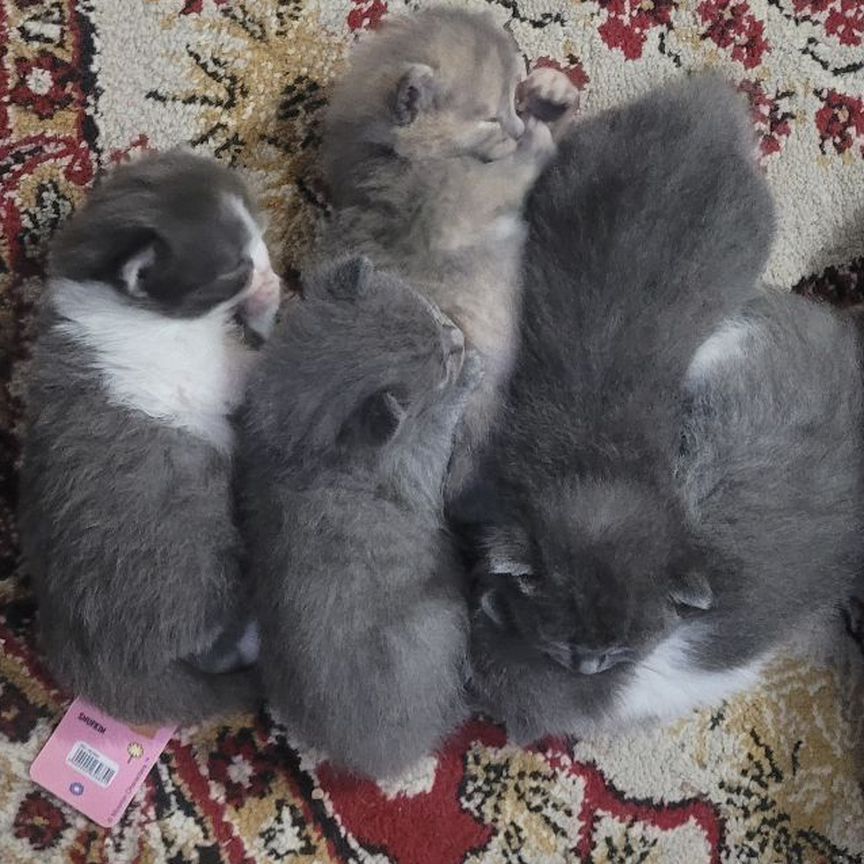 Бронируются котята