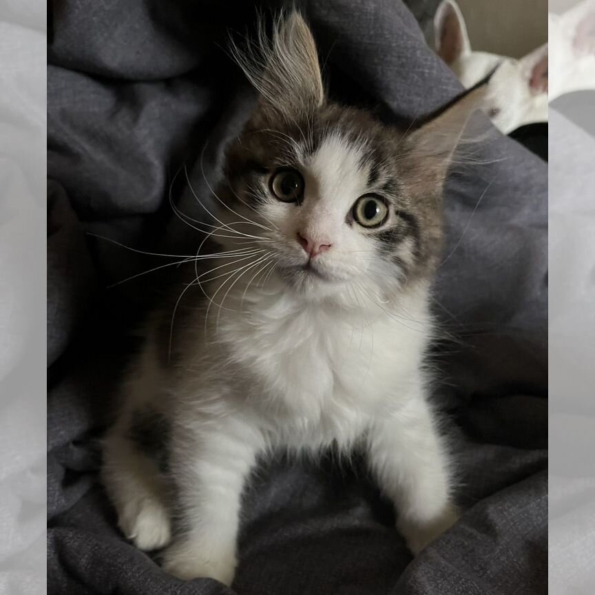 Мейн-кун котёнок