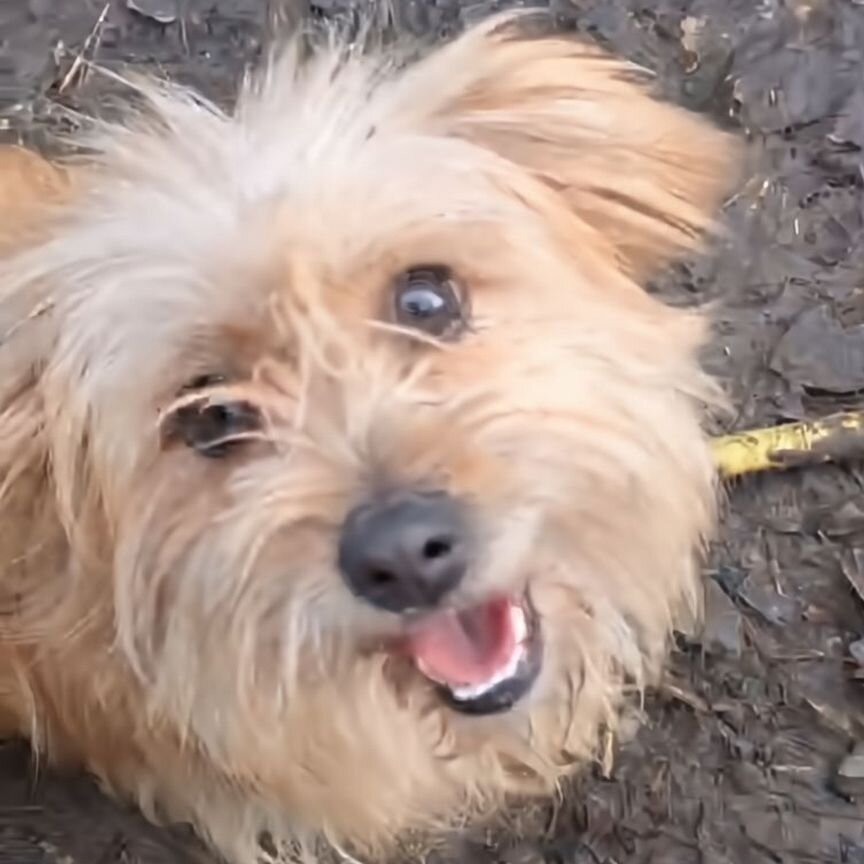 Взрослая собака в добрые руки