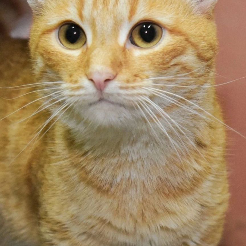 Котик Серафим