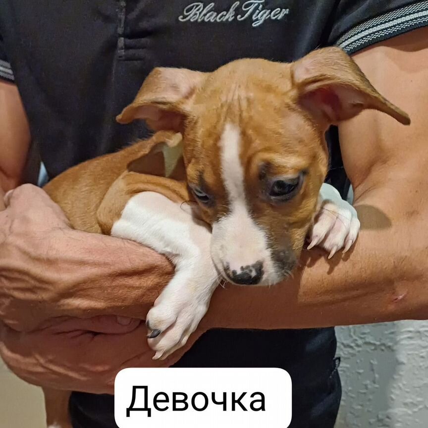 Щенки амстаффа