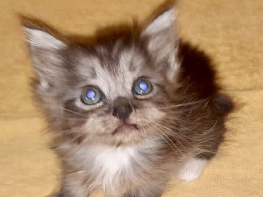 Маленькая крошка ищет дом