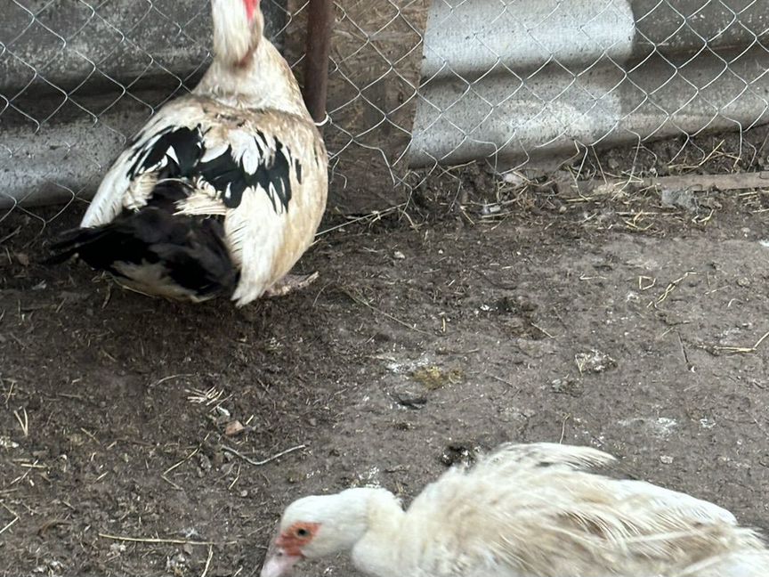 Селезень и утка