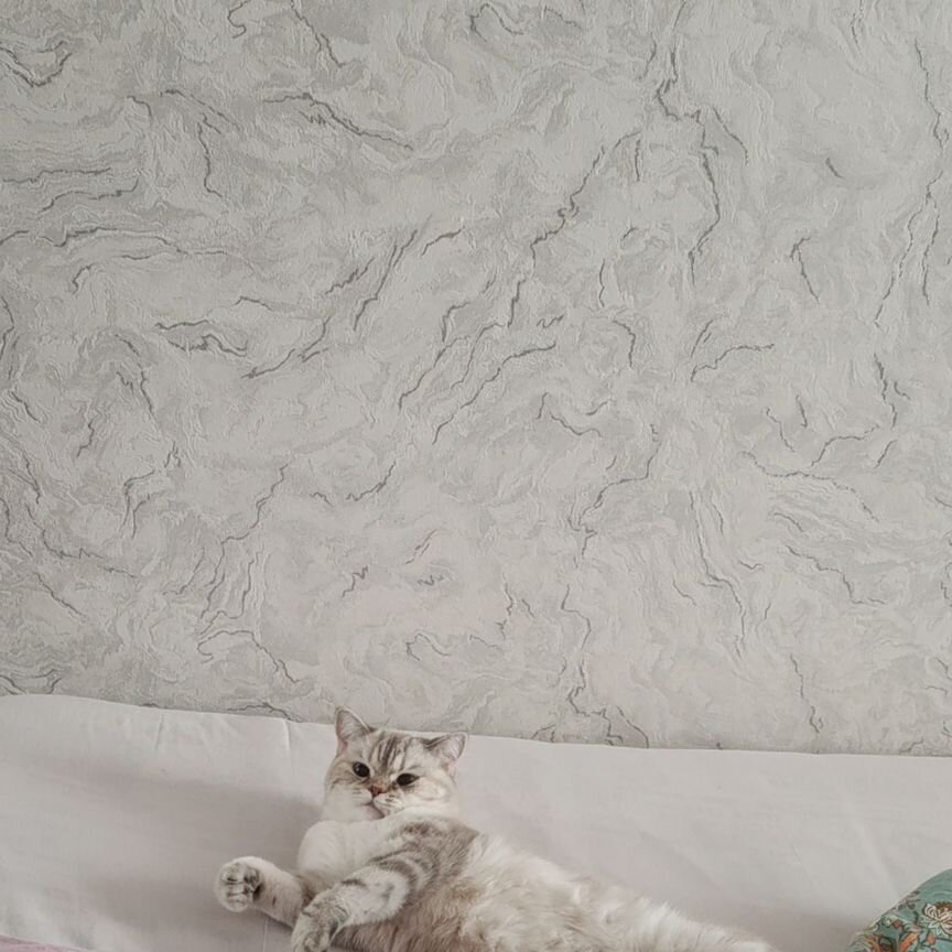 Ищем кота для вязки (бесплатно)