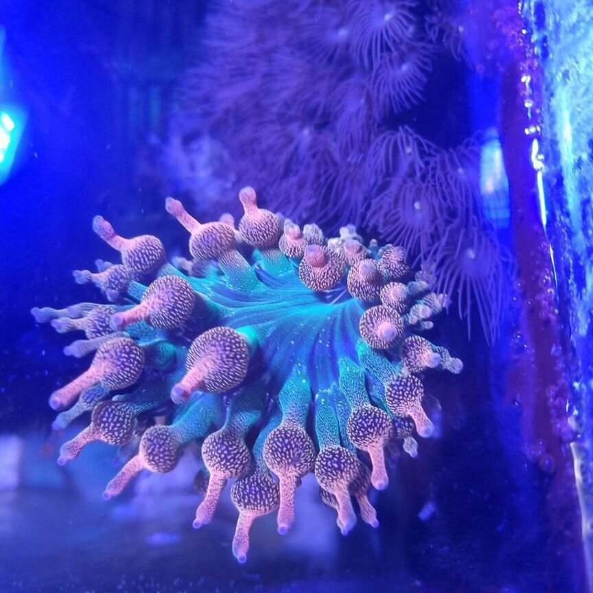 Актиния пузырьковая. Красная