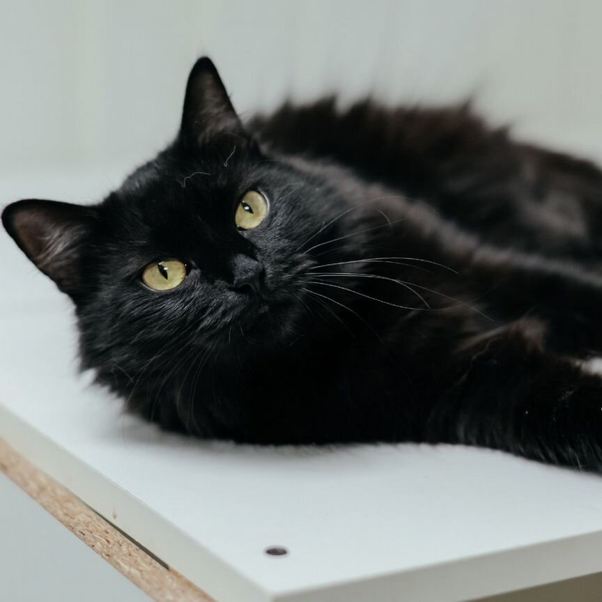 Кошка Черёмуха ищет дом