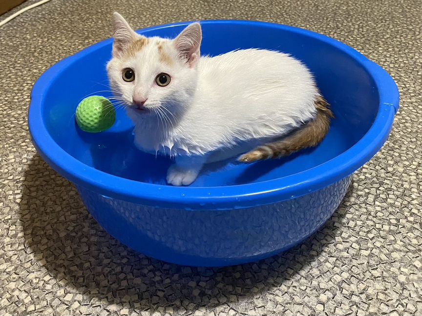 Котик манчкин